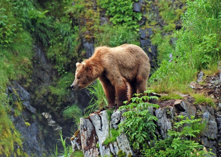 Admiralty Island: 8 Reasons to Visit Admiralty Island, Alaska